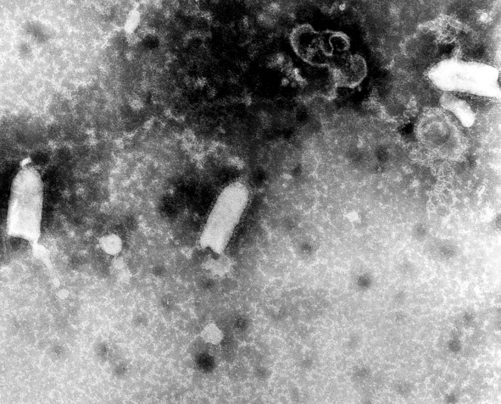 Беснило – Kragujvet pet | КрагујВет Пет | Veterinar kragujevac