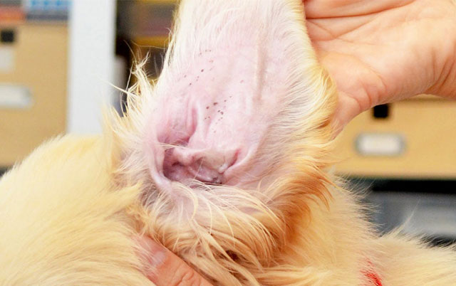 Ушни шугарац – Kragujvet pet | КрагујВет Пет | Veterinar kragujevac